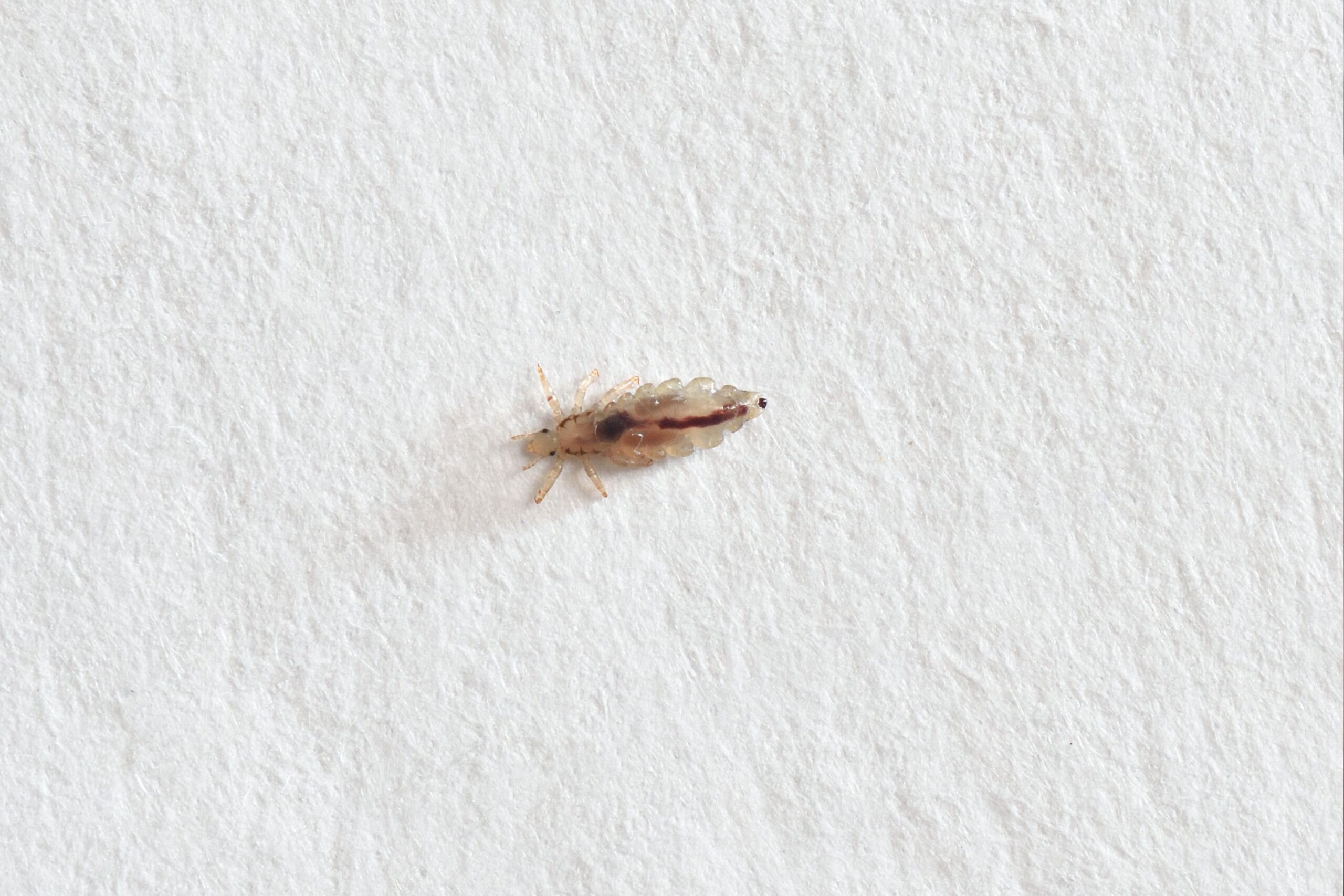 What Do Head Lice Look Like? A Closer Look at These Tiny Pests
